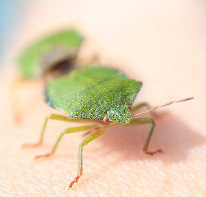 Green Shield Bug Palomena Prasina Stock Photo - Image of bugs, prasina ...