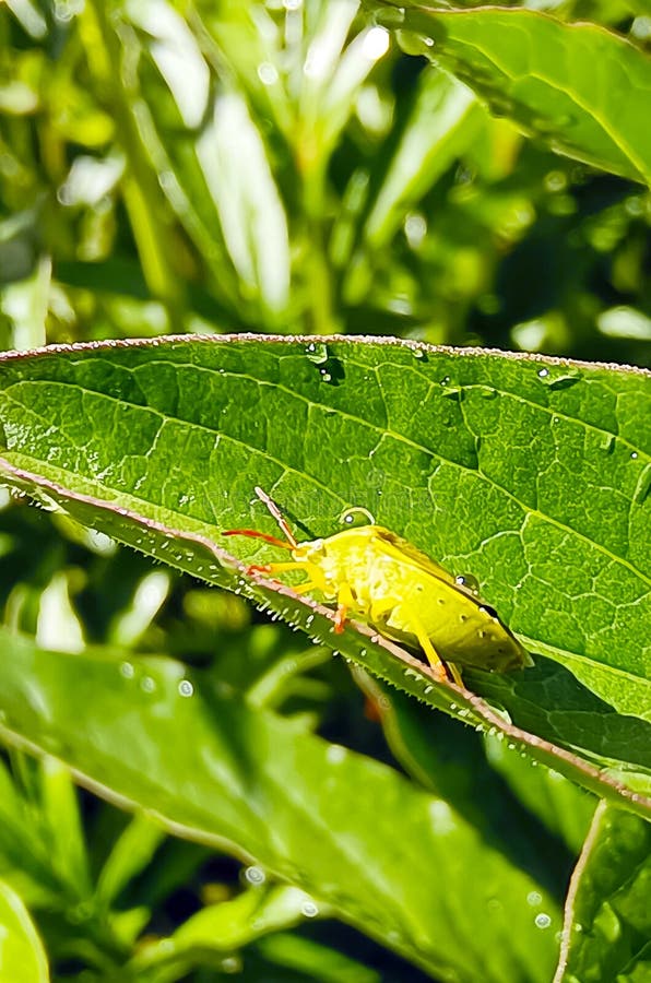 Green Shield Bug (Palomena Prasina) Climbing a Blade of Grass. Vertical ...