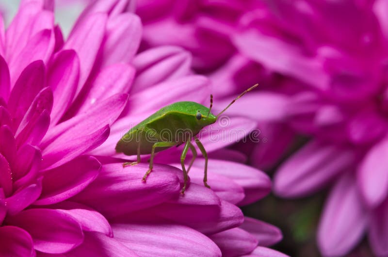 Green Shield Bug Palomena Prasina Stock Photo - Image of halyomorpha ...
