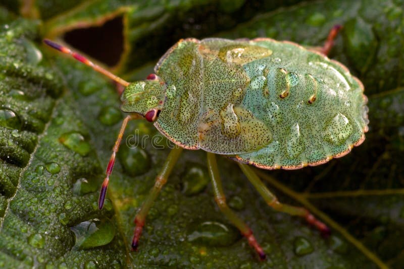 Green Shield Bug, Palomena Prasina Stock Photo - Image of macro ...