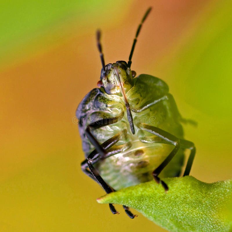 Green Shield Bug, Palomena Prasina Stock Image - Image of leaf, macro ...