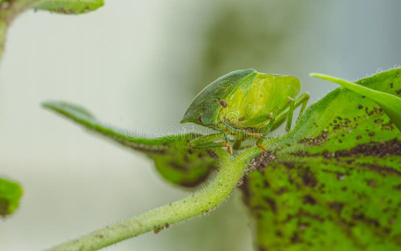 A Green Shield Bug Perched on a Leaf in the Warm Afternoon Light Stock ...