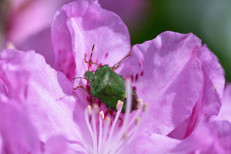 Green Stink Bug and an Pink Azalea Stock Photo - Image of pentatomidae ...