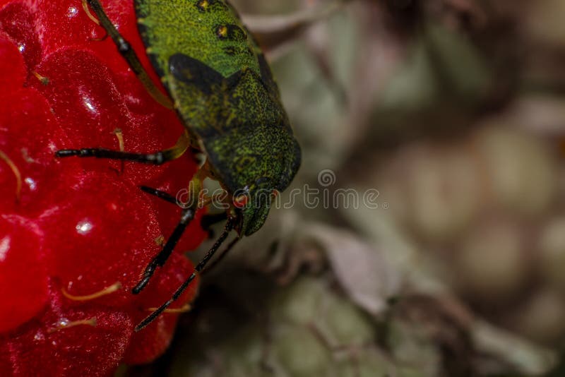Green Shield Bug on a Raspberry - Closeup Stock Photo - Image of berry ...