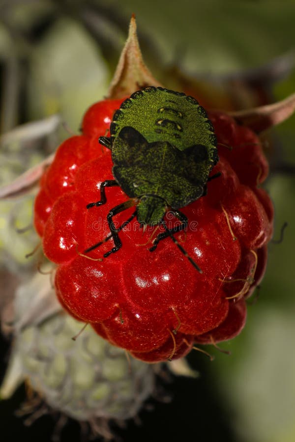 Shield-Bug on Raspberry stock image. Image of feeding - 10634005