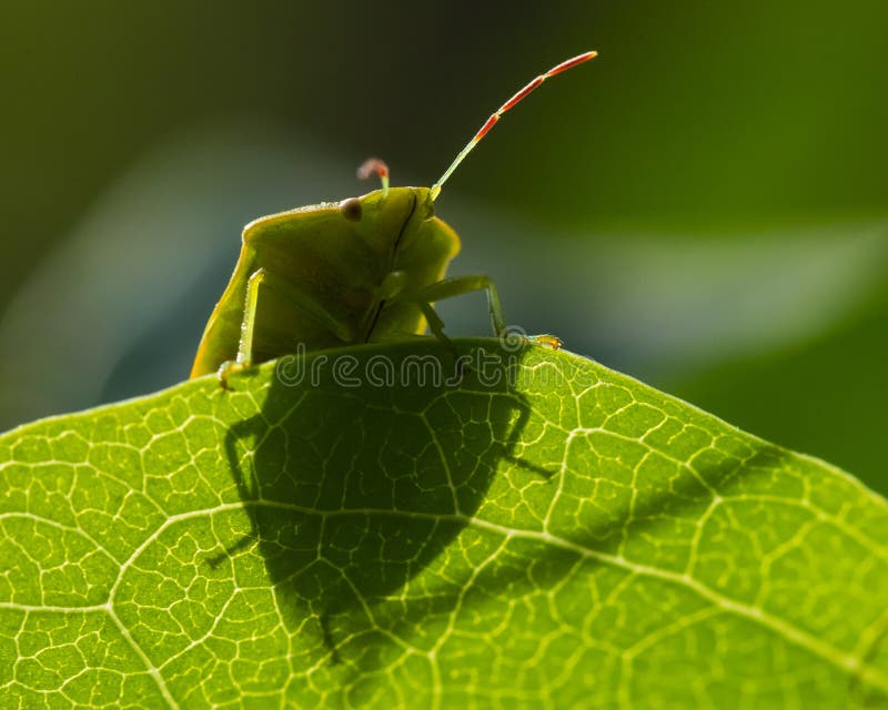 Green Shield Bug Resting on a Leaf in Summer Stock Photo - Image of ...