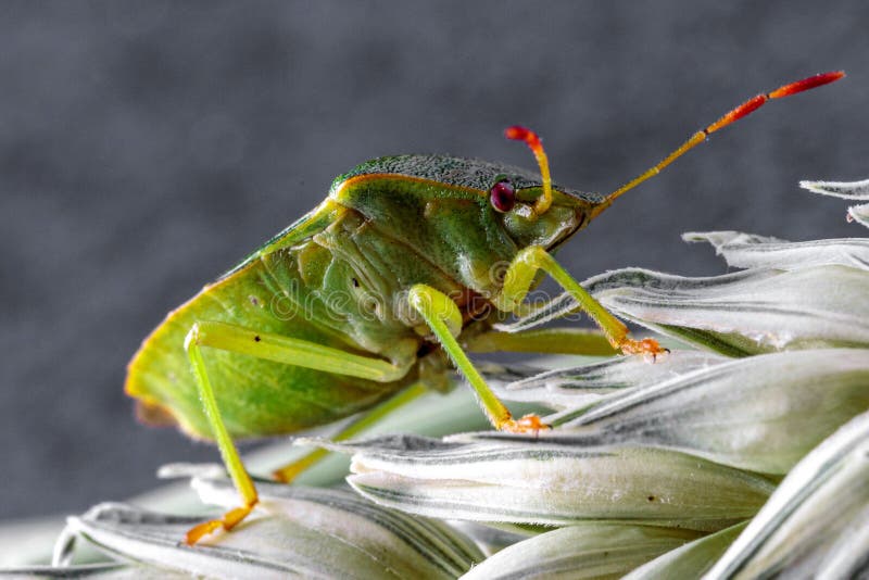 Green Shield Bug from the Side, Sitting on a Wheat Ear Looking To the ...