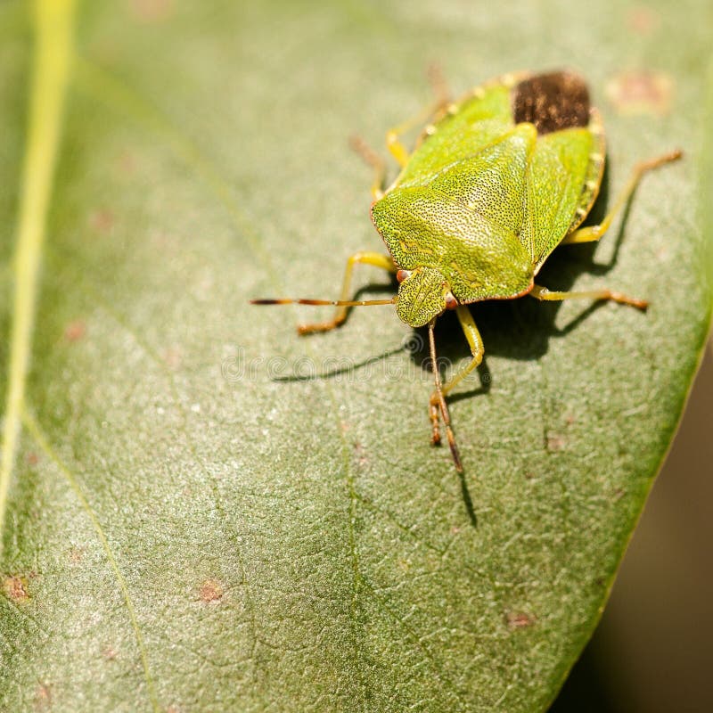A Green Shield Bug Sits on a Green Arching Leaf. Stock Image - Image of ...