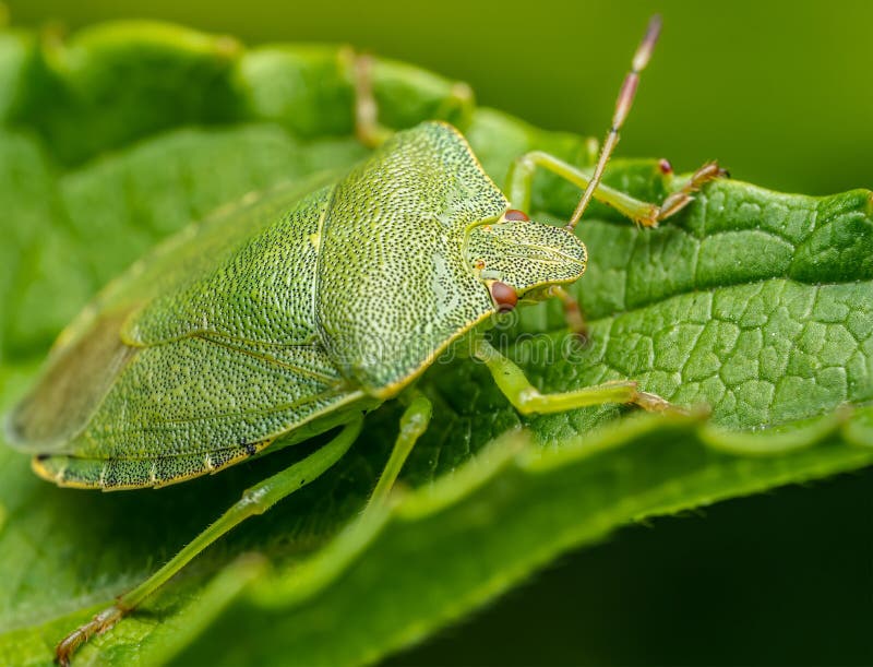 Green Shield Bug, Palomena Prasina Nymphs Stock Image - Image of length ...