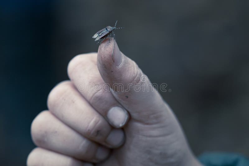 Green Shield Bug on Thumb of a Hand Stock Image - Image of balancing ...
