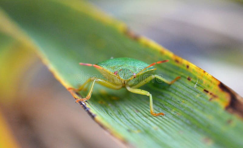 Green Shield Bug in UK Garden Stock Image - Image of shield, nature ...