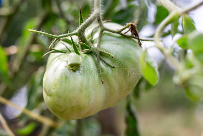 A Green Shield Bug, a Vegetable Pest, is Crawling on a Green Growing ...