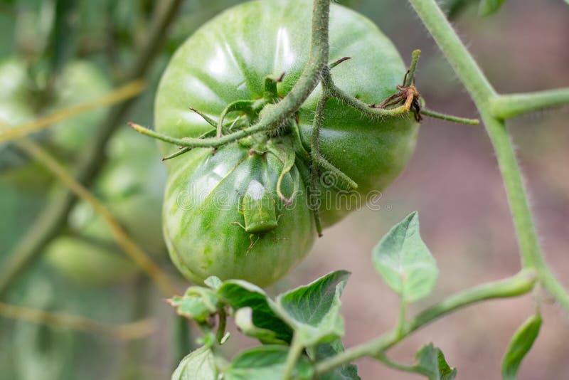 A Green Shield Bug, a Vegetable Pest, is Crawling on a Green Growing ...