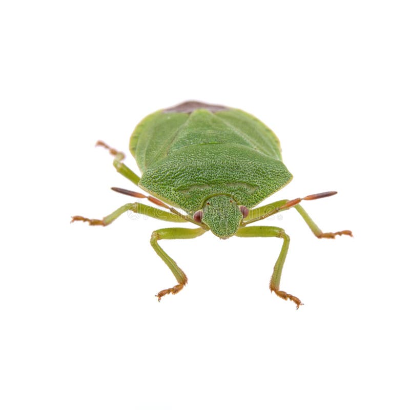 Green Shield Bug on a White Background Stock Image - Image of isolated ...