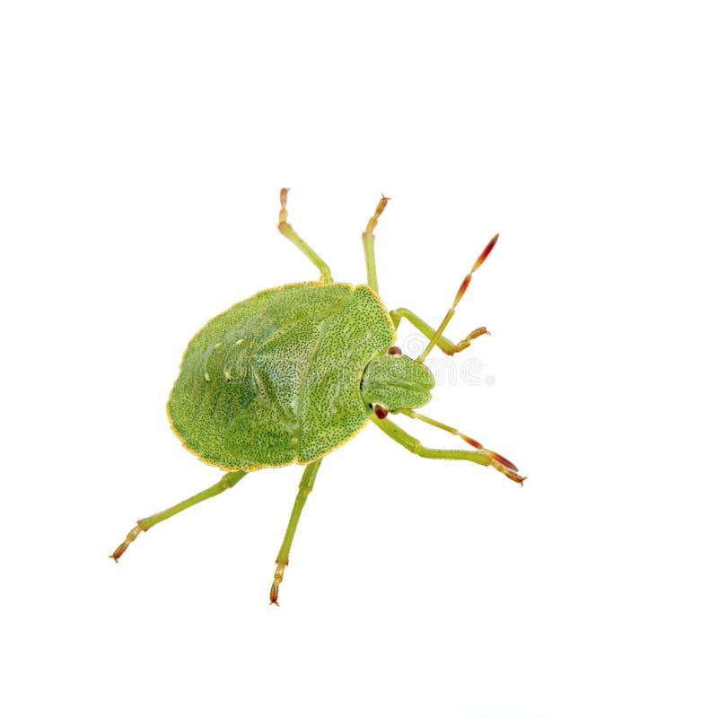 Green Shield Bug on a White Background Stock Photo - Image of isolated ...