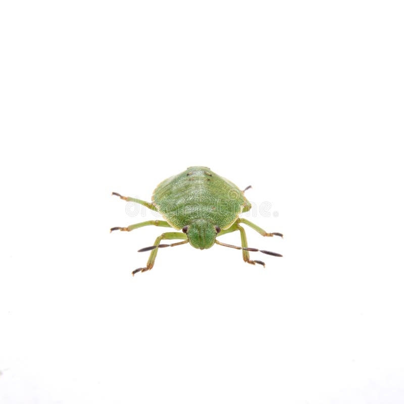 Green Shield Bug on a White Background Stock Photo - Image of isolated ...