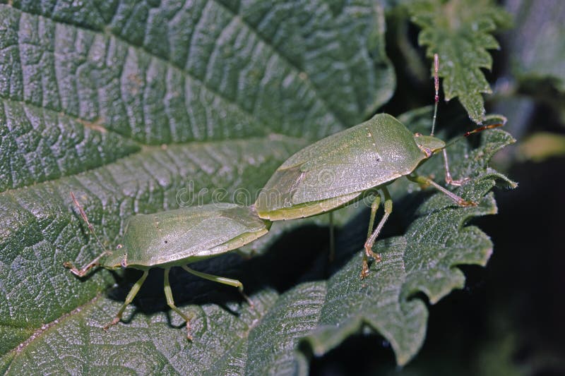 Green Shield Bugs in Mating Stock Photo - Image of common, backtoback ...