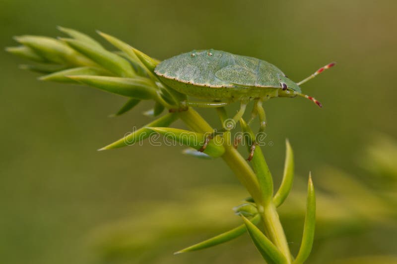 Green Shieldbug stock image. Image of shieldbug, palomena - 20592015