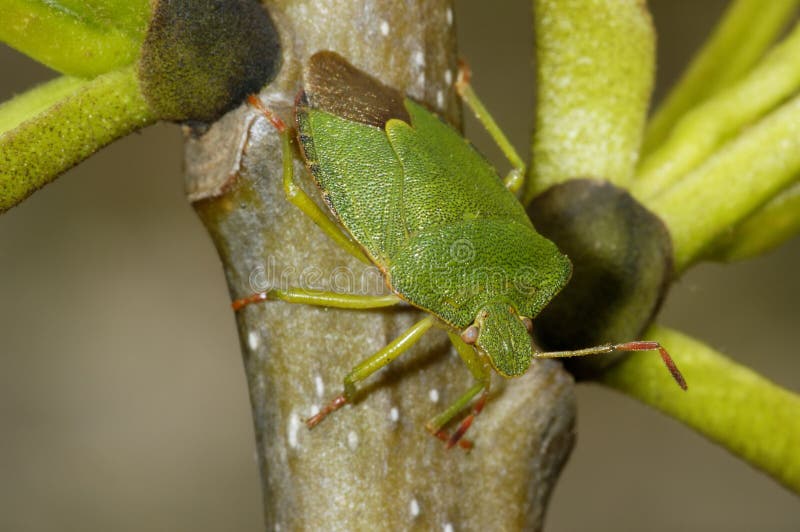 Green Shieldbug stock photo. Image of british, wild - 196749730