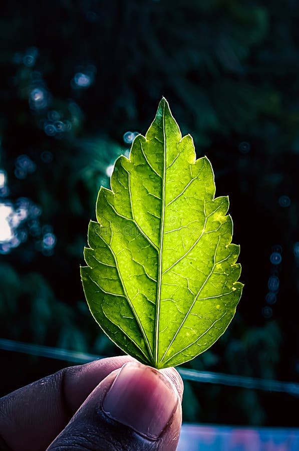 Shineleaf Stock Photos - Free & Royalty-Free Stock Photos from Dreamstime