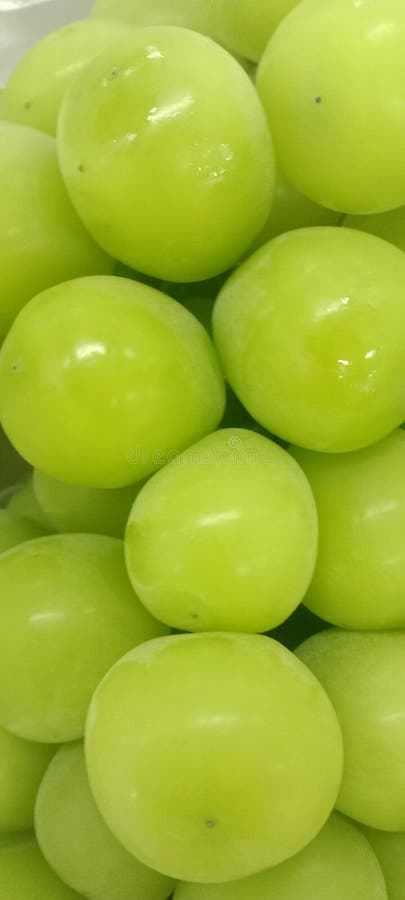 Green Shine Muscat Sweet Seedless Grapes Stock Photo - Image of green ...