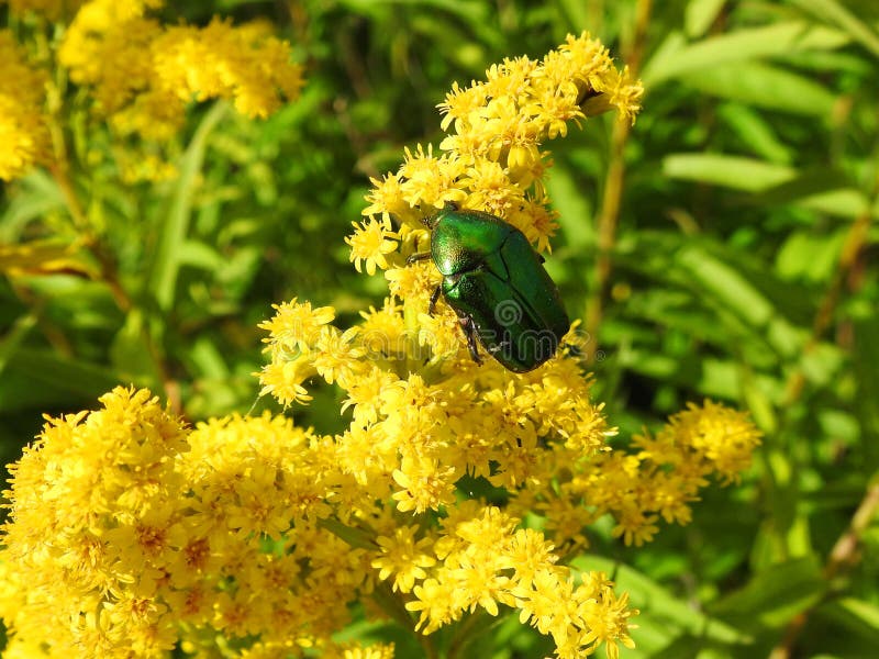 Green Shining Bug, Lithuania Stock Photo - Image of animal, wings: 98724962