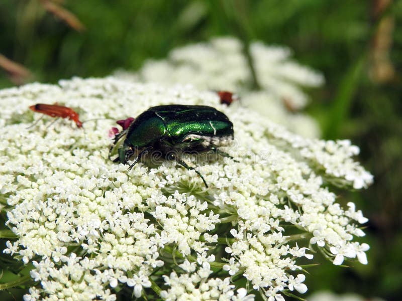 Green Shining Bug on White Wild Flower, Lithuania Stock Photo - Image ...