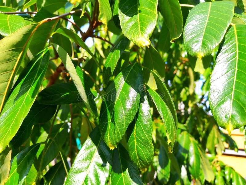 Green Shining Longan Leaves Background or Wallpaper Stock Image - Image ...