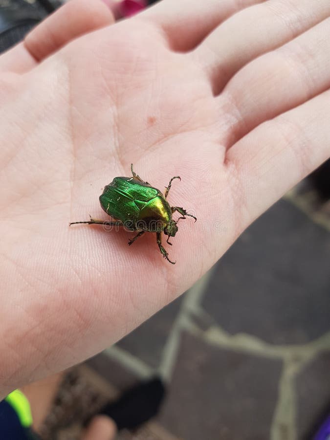 Green Shiny Bug Sitting on Hand Stock Photo - Image of insect, animal ...