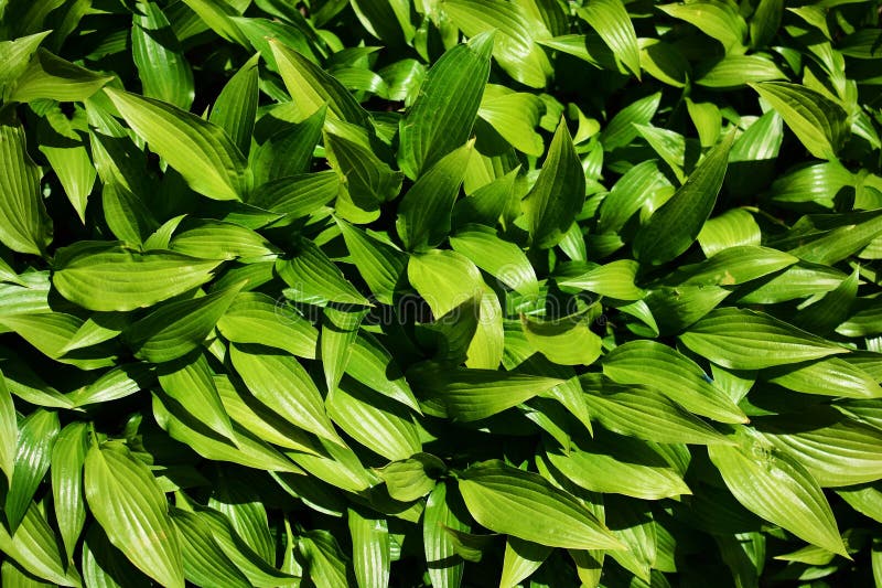 Green Shiny Leaves Background. Plant Leaves Closeup Stock Image - Image ...