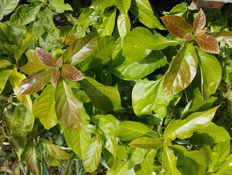 Green Shiny Leaves of the Tree in the Forest Stock Photo - Image of ...