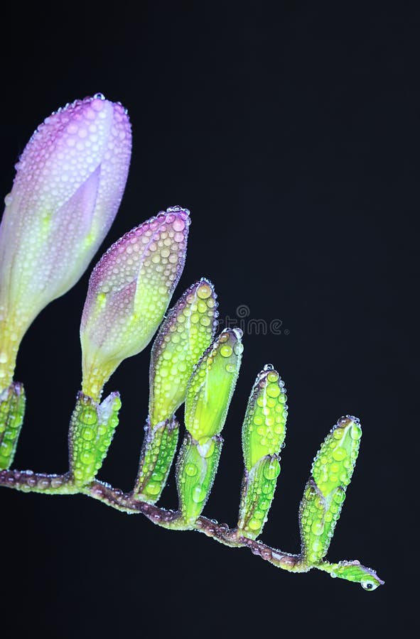 Green shoot. stock photo. Image of botanist, life, freshness - 22080698