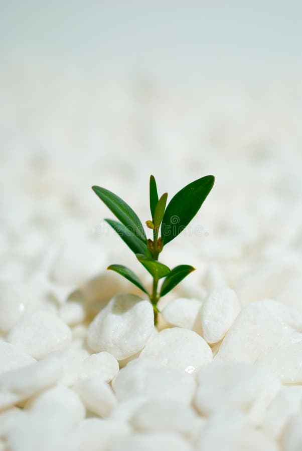 Green shoot stock image. Image of meditation, stack, shui - 4411247
