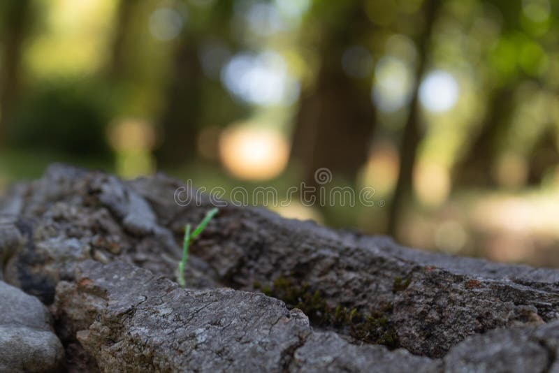 A Green Shoot that Comes Out of a Fallen and Dry Tree Stock Photo ...