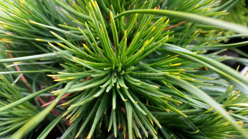 Pinus mugo Varella stock photo. Image of needle, dwarf - 195434092