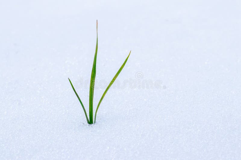 The Green Shoot of the Plant Sprouts through the Snow. Green Sprout of ...