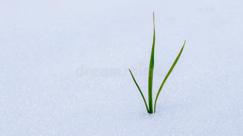 The Green Shoot of the Plant Sprouts through the Snow. Green Sprout of ...