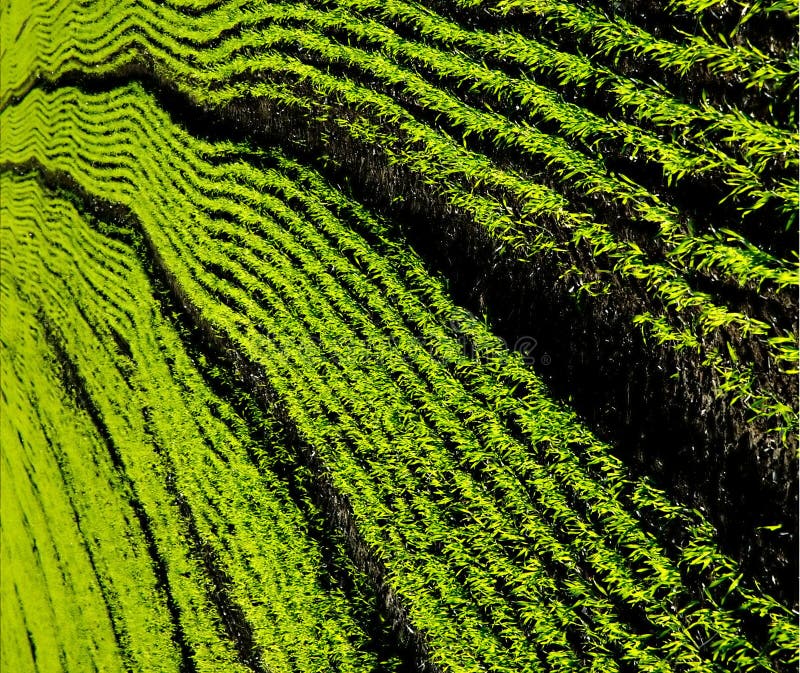 Green Shoots stock photo. Image of harvest, farm, shoots - 267114