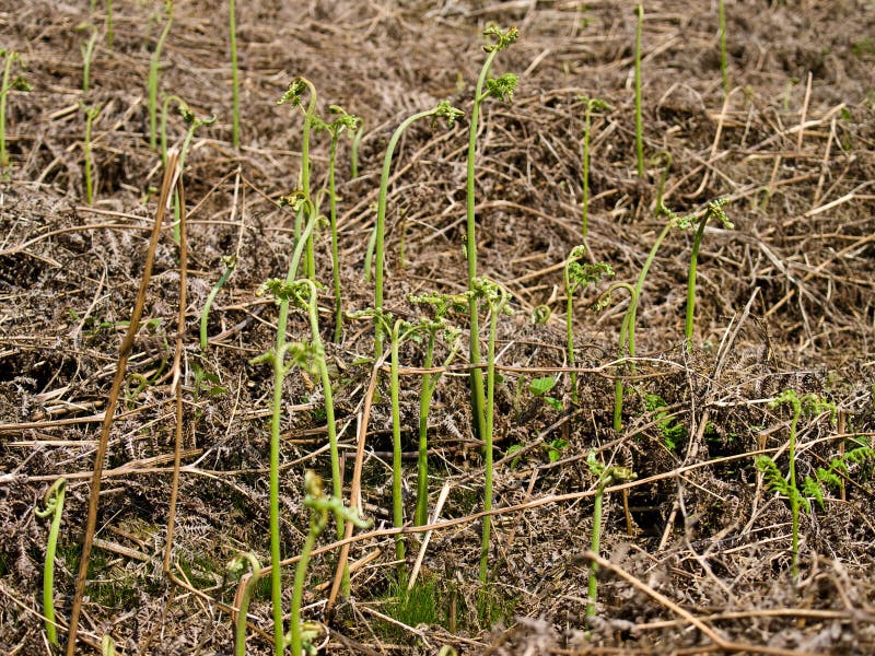 Green shoots stock image. Image of fronds, countryside - 5311839