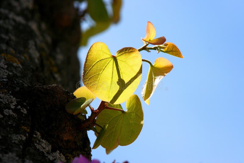 Green Shoots Bathed in Spring Sun Stock Image - Image of gardens ...