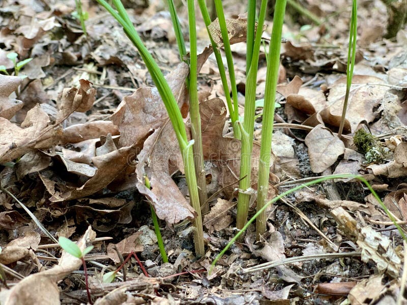 Green Shoots Break through the Ground. Young Plants Sprout in the Old ...