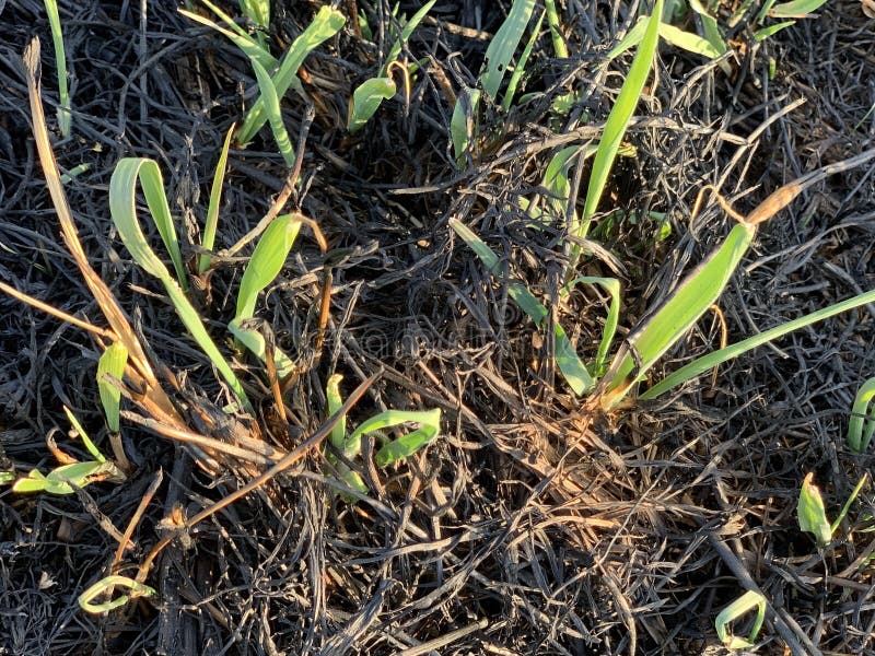 Green Shoots Break through the Ground. Young Plants Sprout in the Old ...
