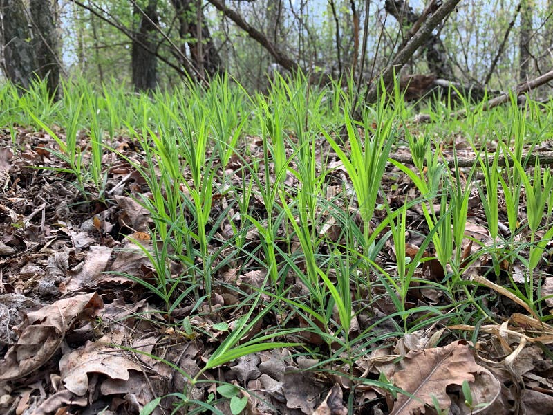 Green Shoots Break through the Ground. Young Plants Sprout in the Old ...