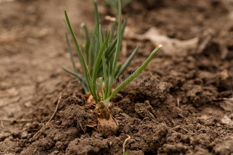 Green Shoots Emerge from Soil Indicating Growth in Spring Gardening ...