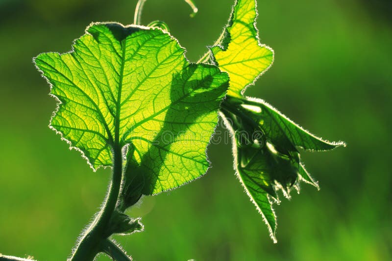 Green shoots stock photo. Image of organic, garden, floral - 61466786