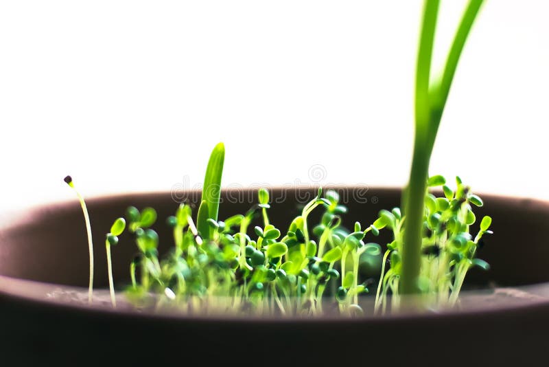 The green shoots of grass stock image. Image of foliage - 120167391