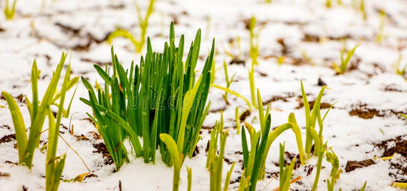 Green Shoots of Grass Sprout through the Snow Cover_ Stock Photo ...