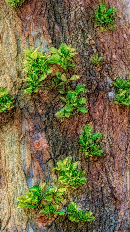 New Shoots Grow on Tree Trunks Stock Image - Image of trees, plants ...