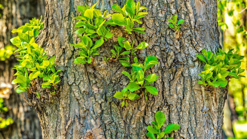 New Shoots Grow on Tree Trunks Stock Image - Image of trees, plants ...