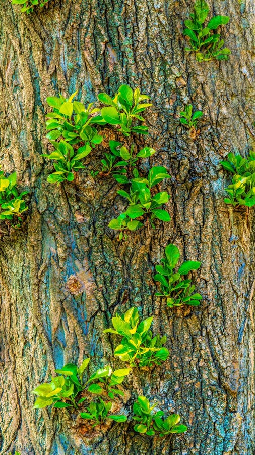 Green Shoots Grow on a Tree, Stock Image - Image of designers, begun ...